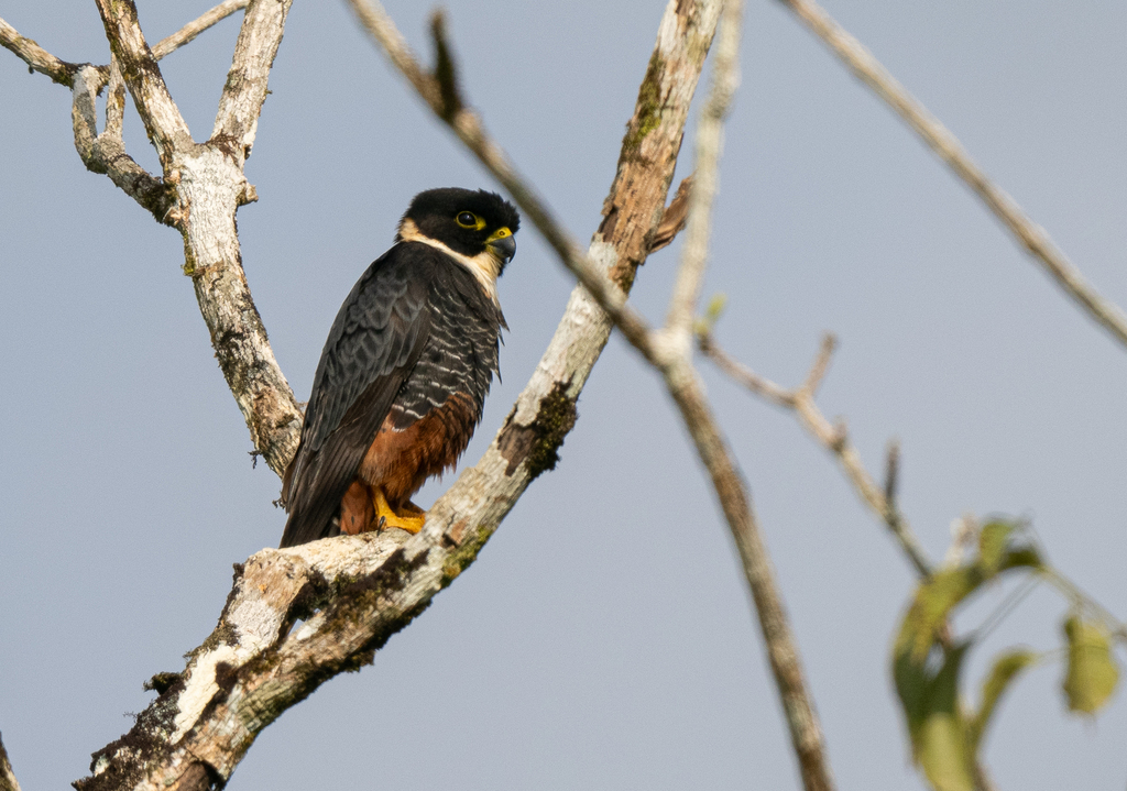 Bat Falcon from Alajuela Province, Los Chiles, Costa Rica on February ...