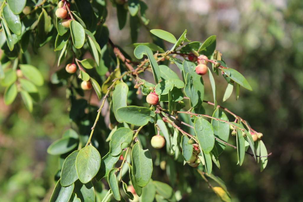 coffee bush from Smiths Lake NSW 2428, Australia on April 6, 2024 at 10 ...