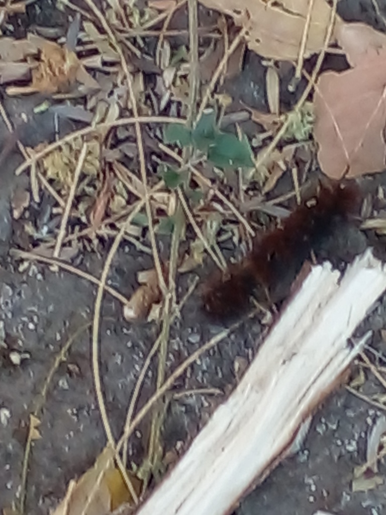 Hypercompe caudata from Tecalitlán, Jal., México on April 5, 2024 at 06 ...