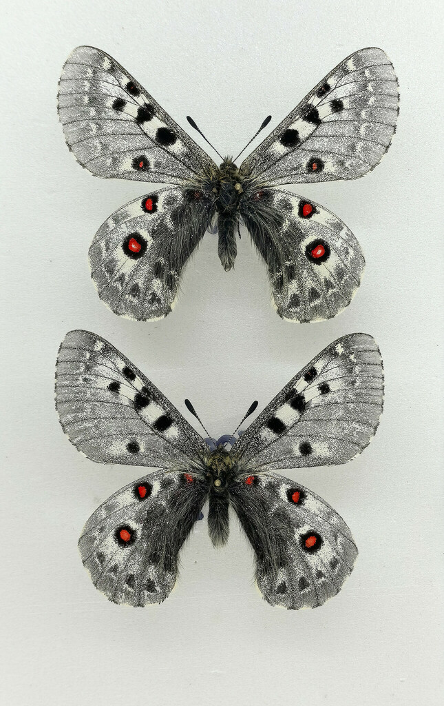 Parnassius tibetanus in July 2023 by james_qiii · iNaturalist