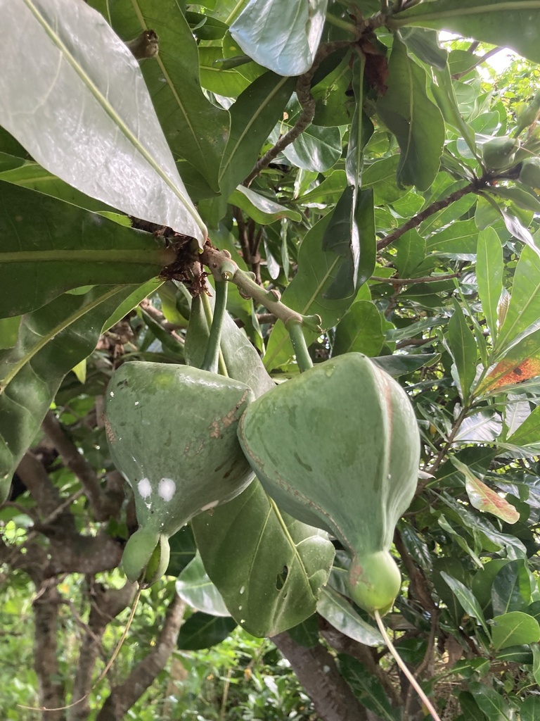 Fish Poison Tree from Guam, 66010 on April 6, 2024 at 08:44 AM by ...