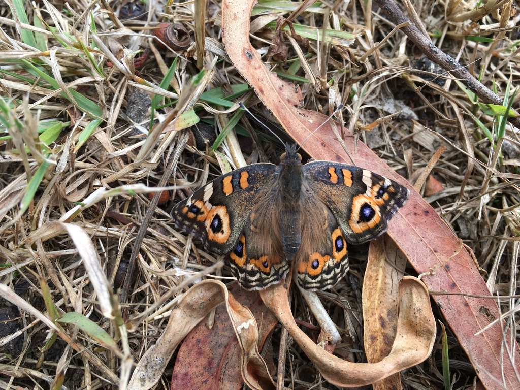 Meadow Argus from Romsey VIC 3434, Australia on April 6, 2024 at 01:15 ...