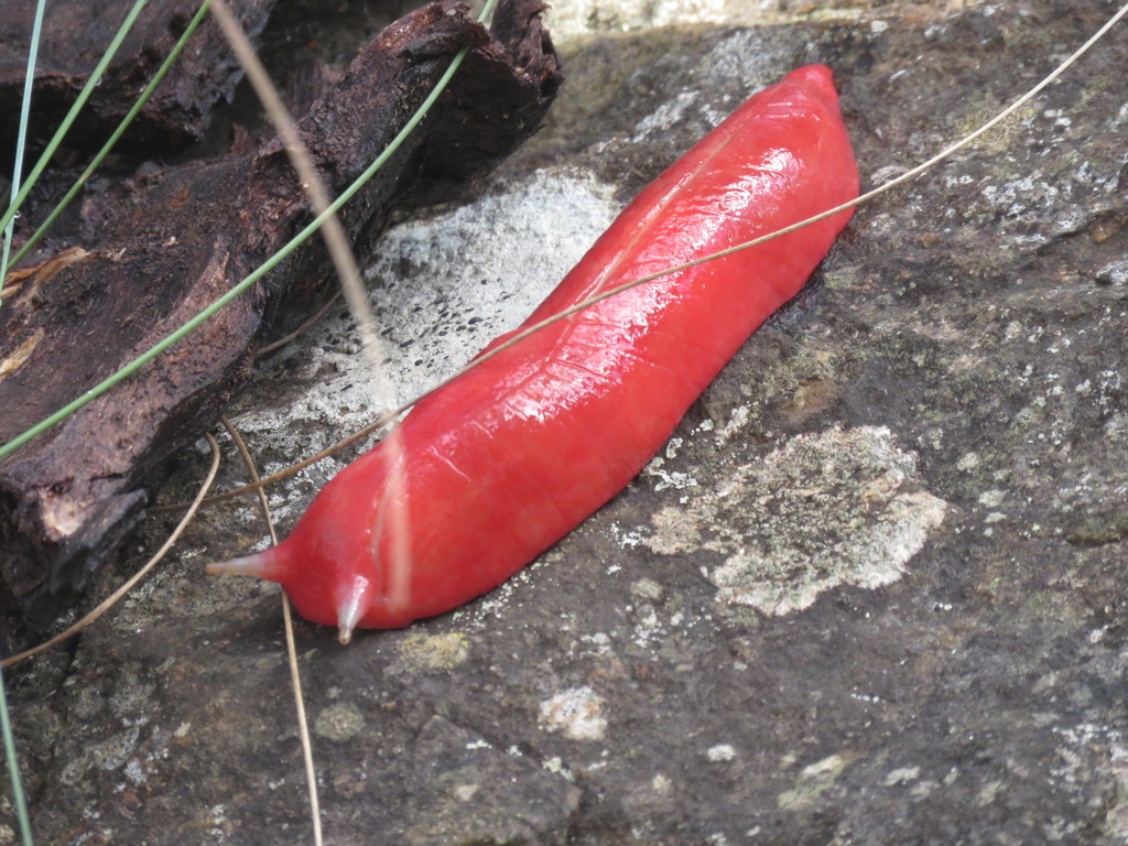 Kaputar Pink Slug in April 2024 by Josh Magro · iNaturalist