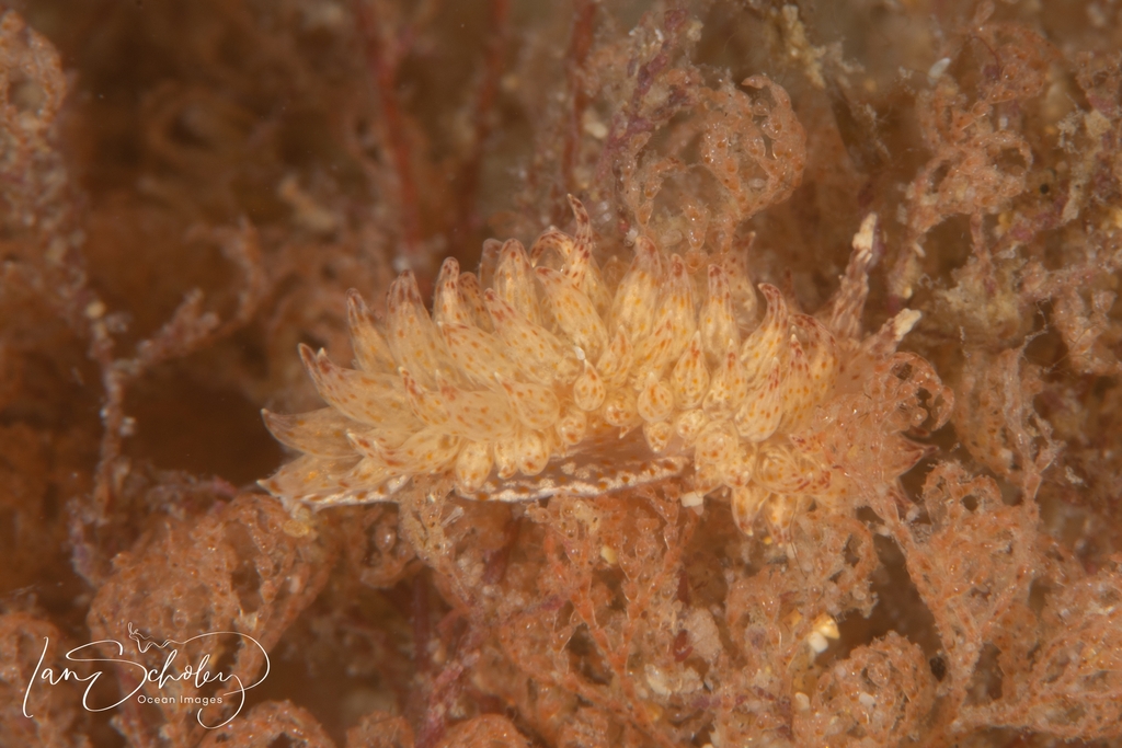 Janolus from Victoria, Australia on April 5, 2024 at 09:41 AM by Ian ...