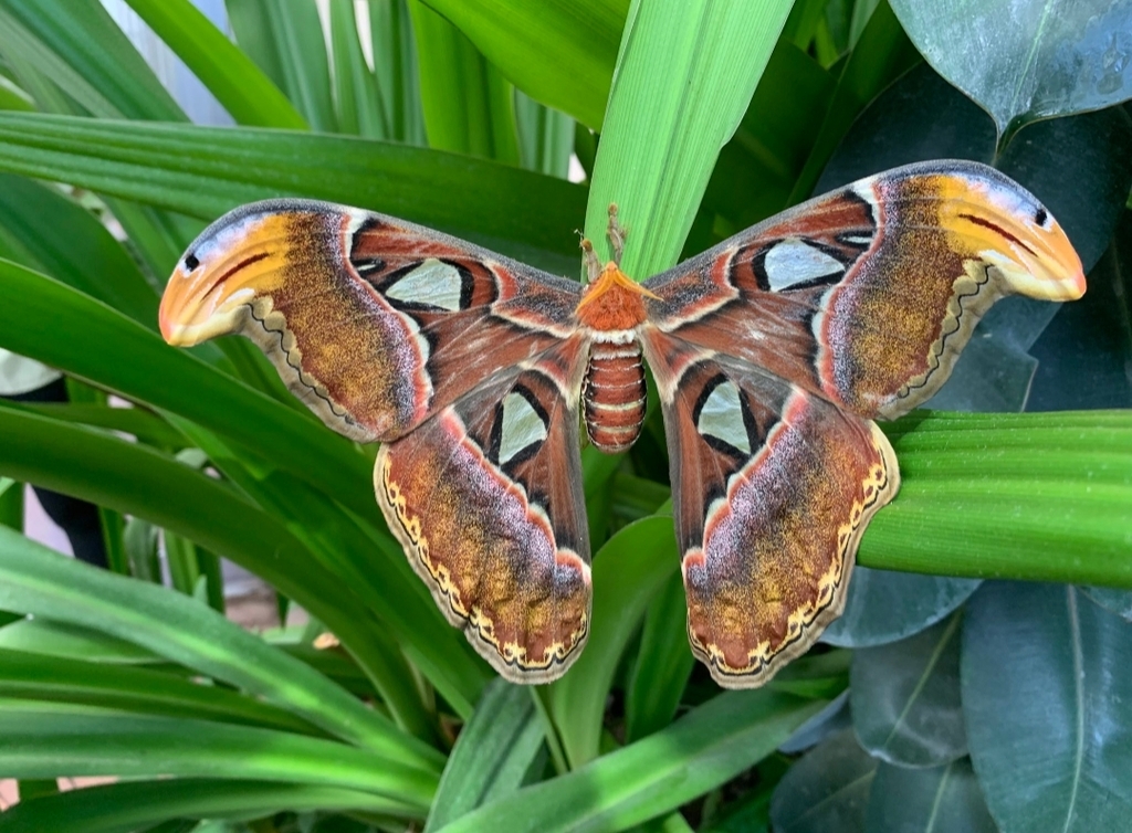Atlas Moth from Tucson, AZ 85743, USA on April 5, 2024 by vogelbild ...