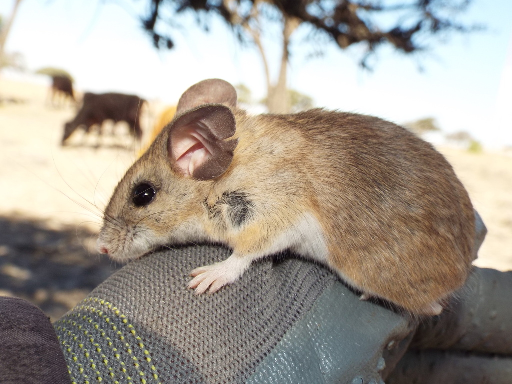 Merriam's Piñon Mouse from Ojuelos de Jalisco, Jal., México on April 5 ...