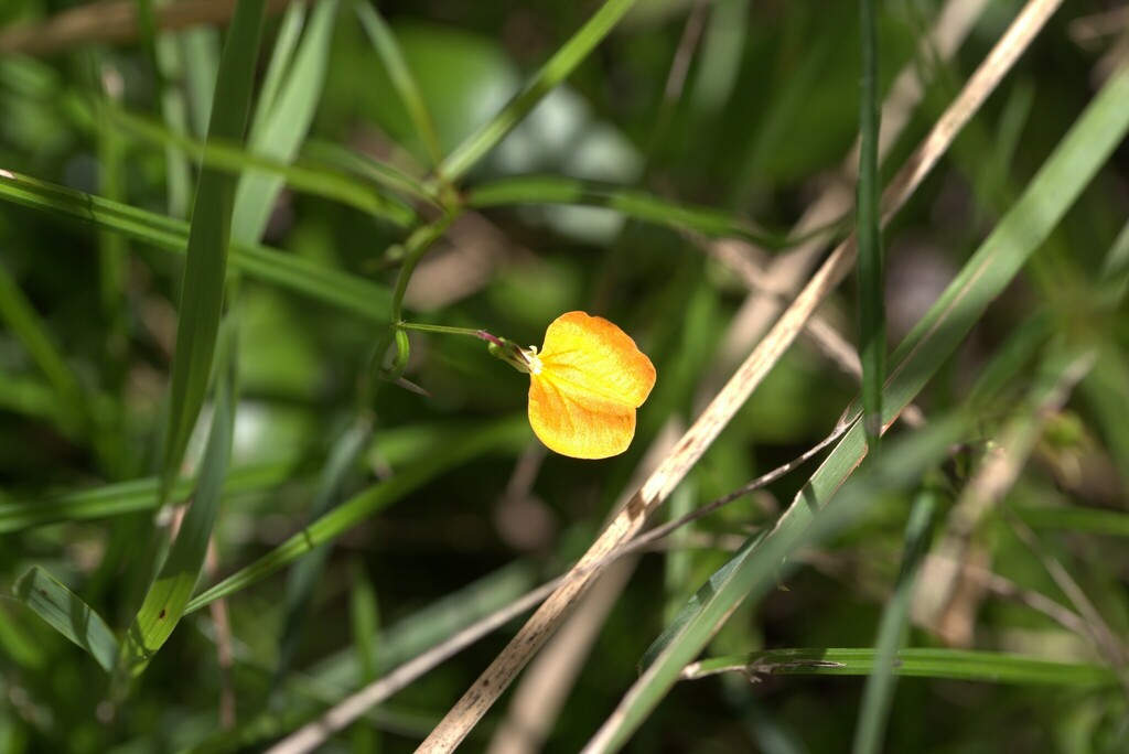 spade flower from Brisbane QLD, Australia on April 6, 2024 at 11:51 AM ...
