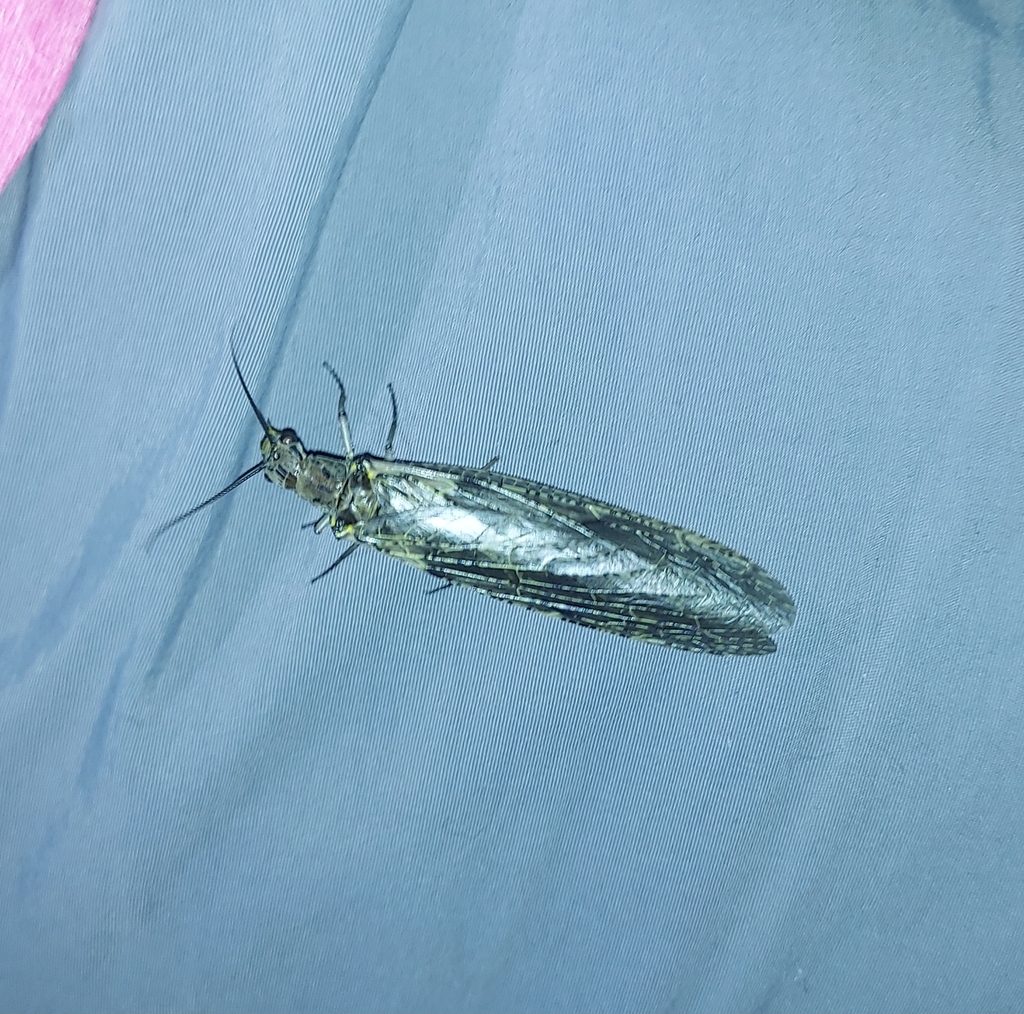 Spring Fishfly from Norman, OK 73026, USA on April 5, 2024 at 09:21 PM ...