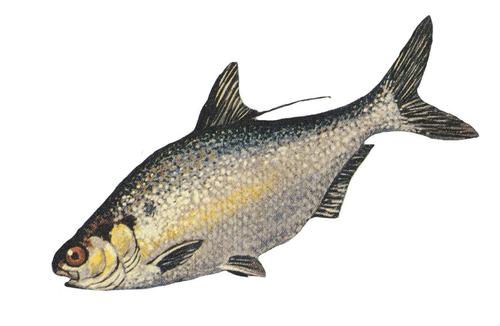 American Gizzard Shad (Fishes of the Upper Green River, KY) · iNaturalist