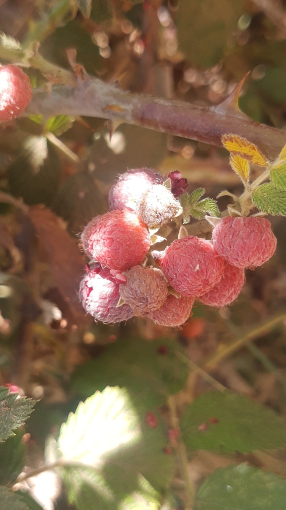 Ceylon Raspberry from 51207 Méx., México on April 2, 2024 at 12:48 PM ...