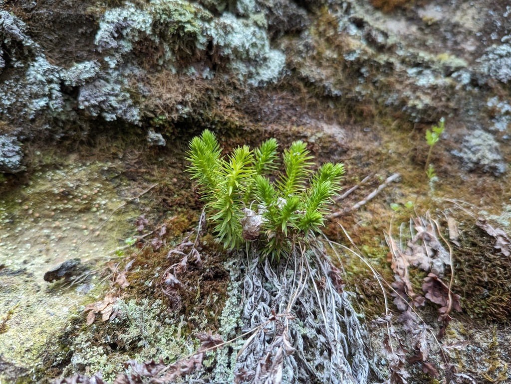 rock firmoss in April 2024 by Ryan Sorrells · iNaturalist