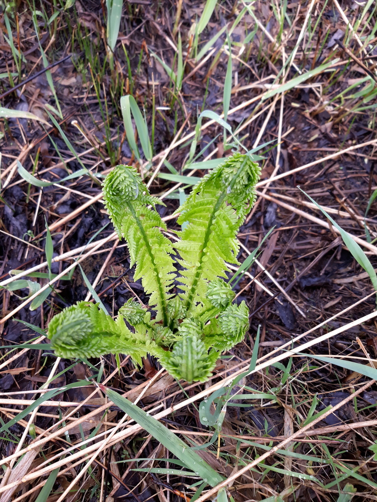 Polypodiales from Huyton Lane Wetland on April 26, 2019 at 03:18 PM by ...