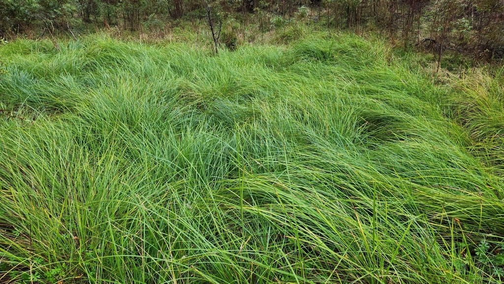 Wire Rush from Badja NSW 2630, Australia on April 6, 2024 at 04:34 PM ...