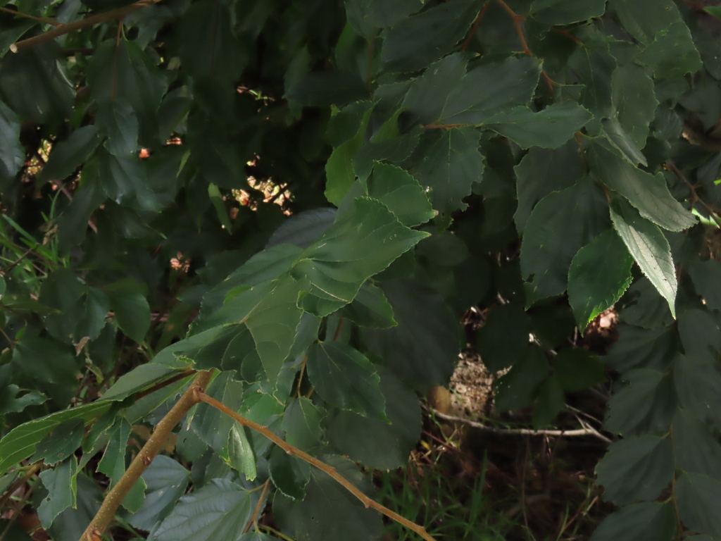 Chinese Hackberry from Gold Coast QLD, Australia on April 6, 2024 at 08 ...