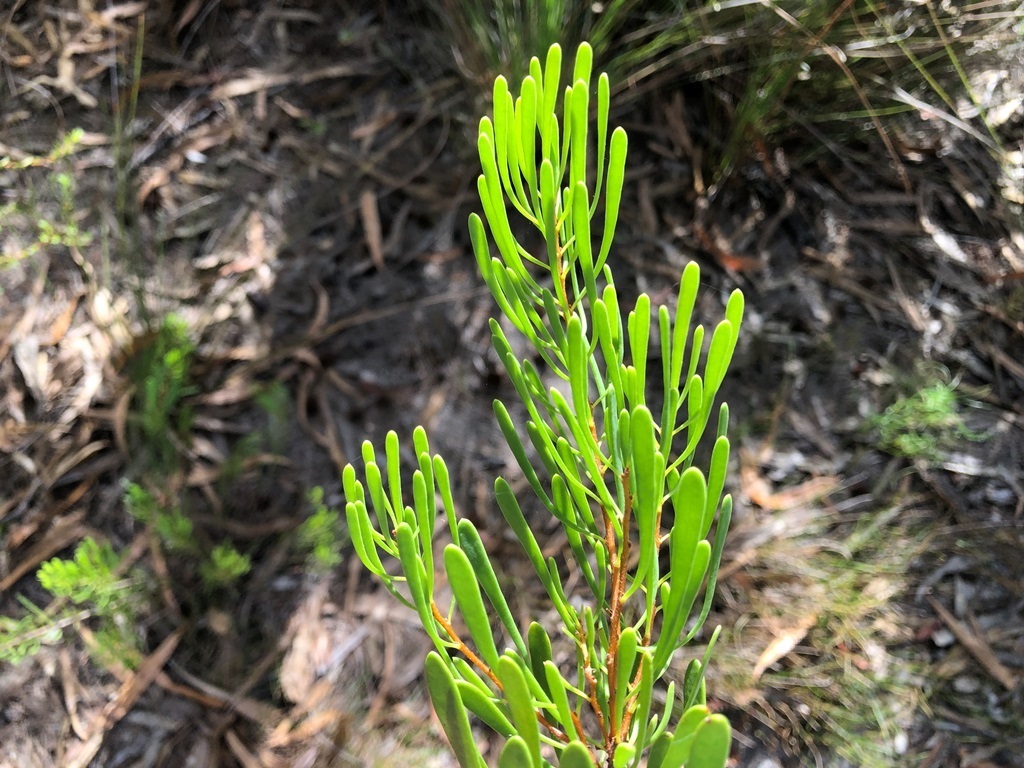 Strangea linearis from K'gari QLD 4581, Australia on March 23, 2024 at 03:07 PM by Martin ...