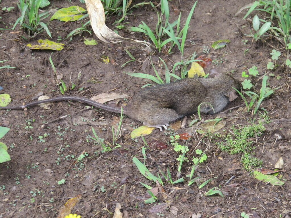Black Rat from Lord Howe Island NSW 2898, Australia on March 4, 2017 at ...