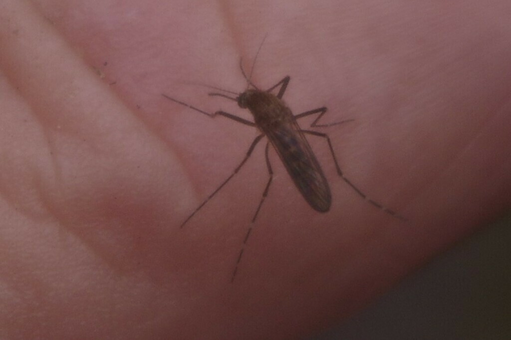 Mosquitoes and Midges from Maryborough QLD 4650, Australia on April 6 ...