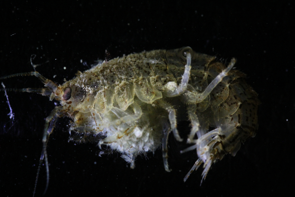 Amphipods from North Pacific Ocean, Anacortes, WA, US on April 5, 2024 ...