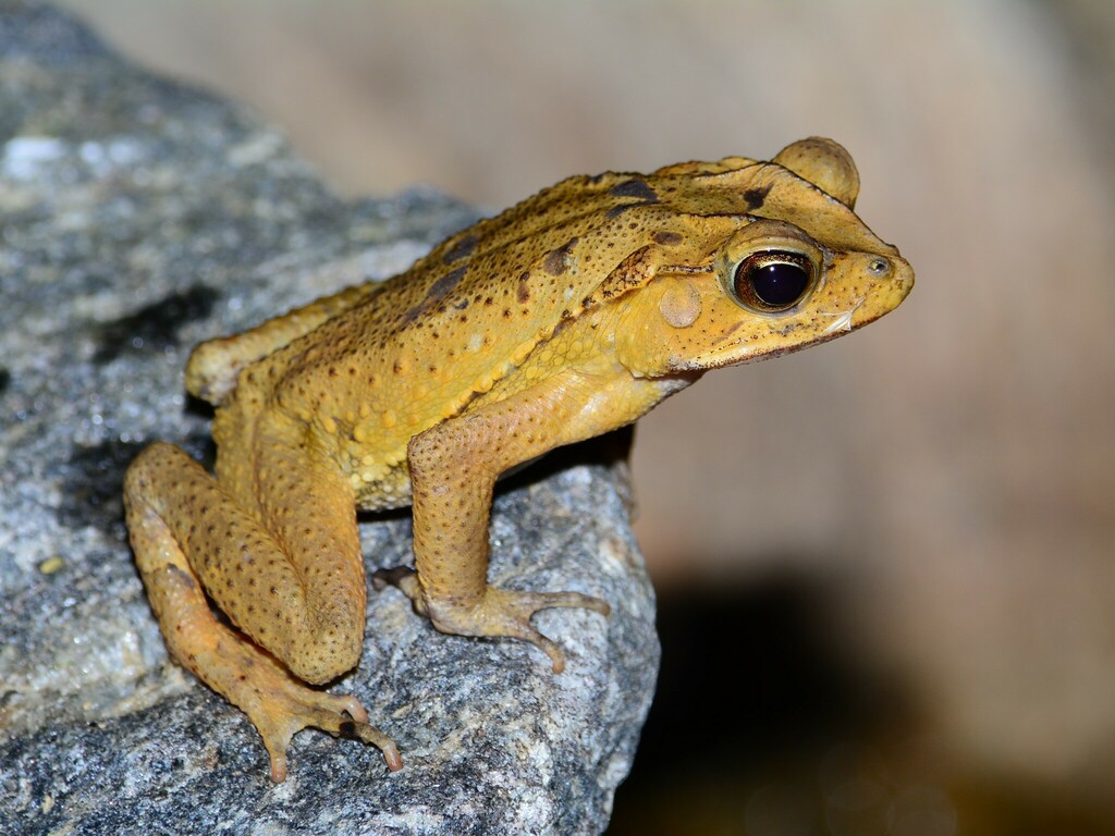 Campbell's Rainforest Toad from Quimistán, Santa Bárbara, Honduras on ...