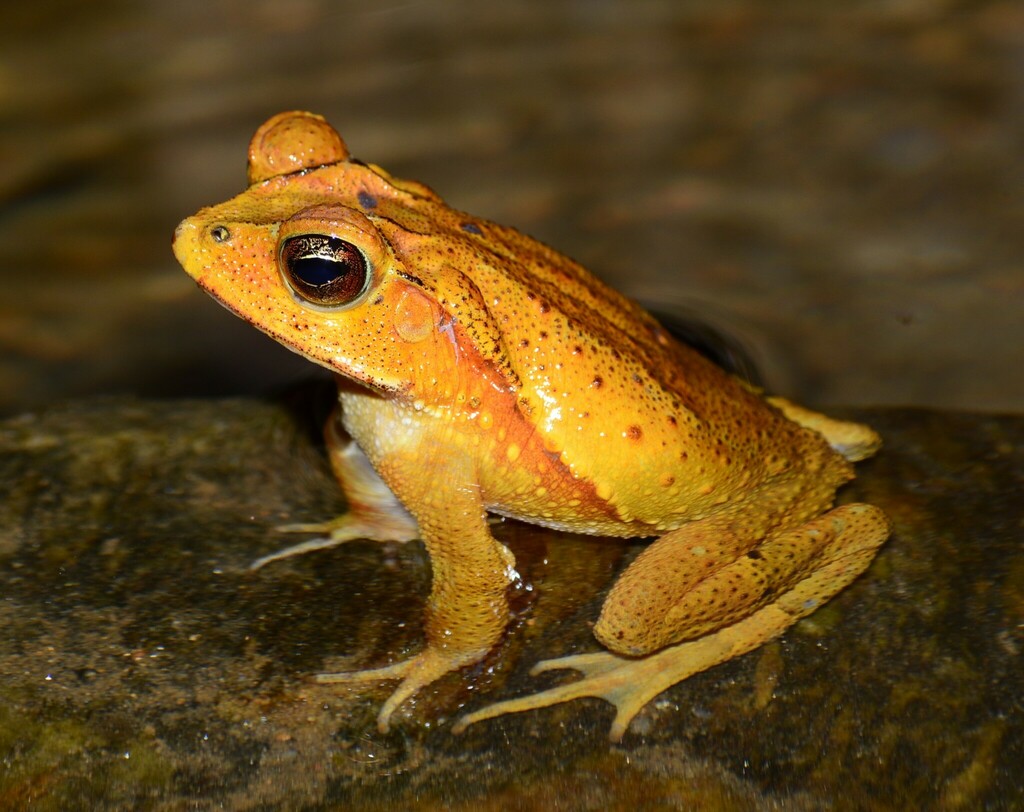 Campbell's Rainforest Toad from Quimistán, Santa Bárbara, Honduras on ...