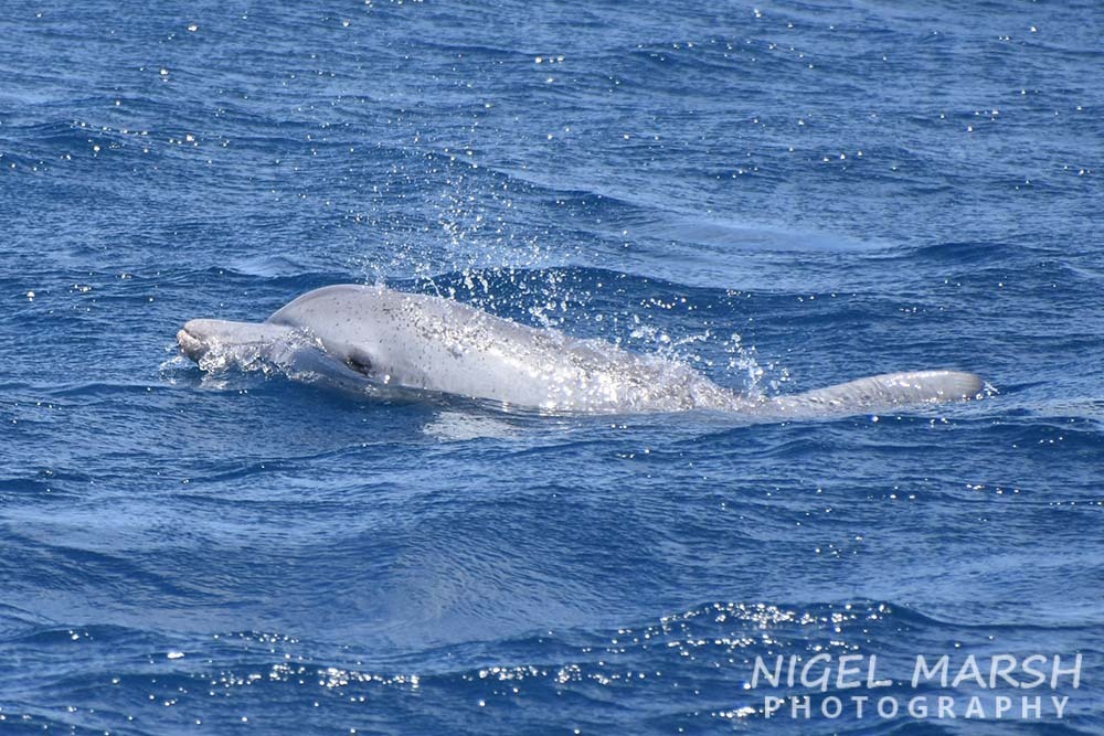 Indo-Pacific Bottlenose Dolphin from Cook, QLD, Australia on October 25 ...