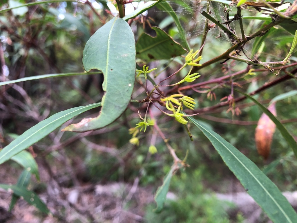Common Hop Bush from K'gari QLD 4581, Australia on March 24, 2024 at 08:38 AM by Martin Bennett ...