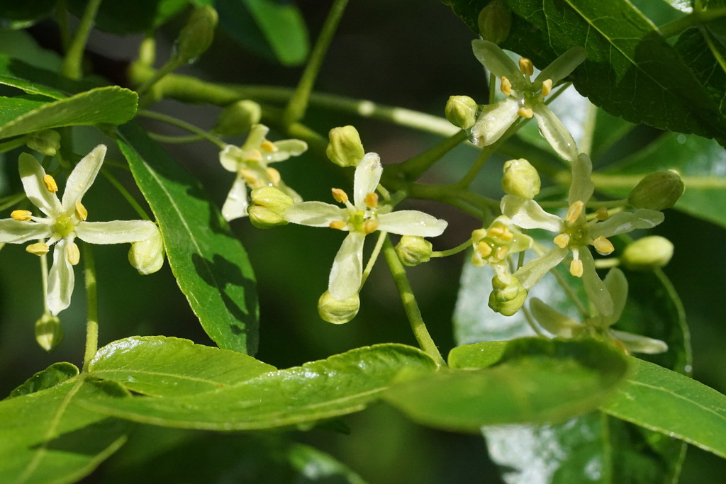 Western Hoptree from Red Bluff, CA, US on April 5, 2024 at 10:42 AM by ...