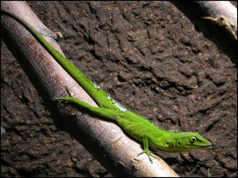 Jamaican Giant Anole