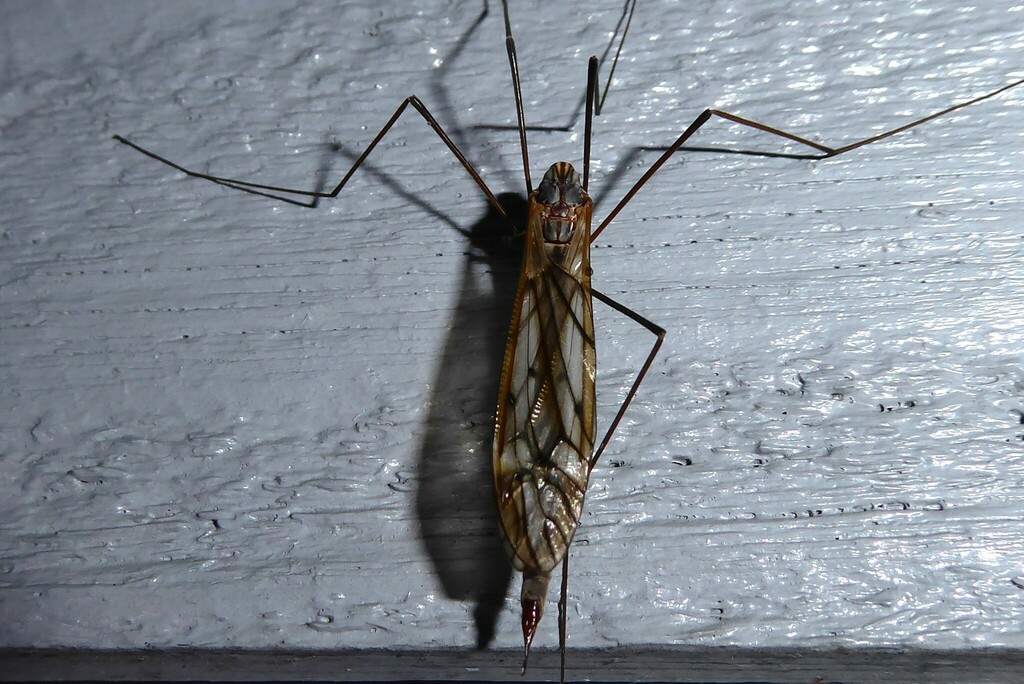 Swamp Crane Fly from Waikouaiti, New Zealand on March 31, 2024 at 09:09 ...