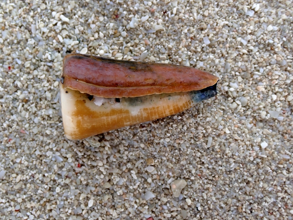 Emaciated Cone from Beaver Reef, Cassowary Coast, QLD, Australia on ...