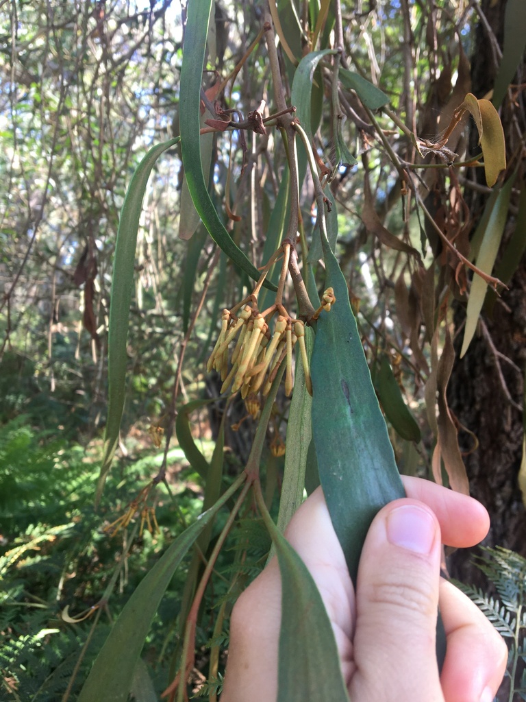 drooping mistletoe from Cape Schanck VIC 3939, Australia on March 31 ...