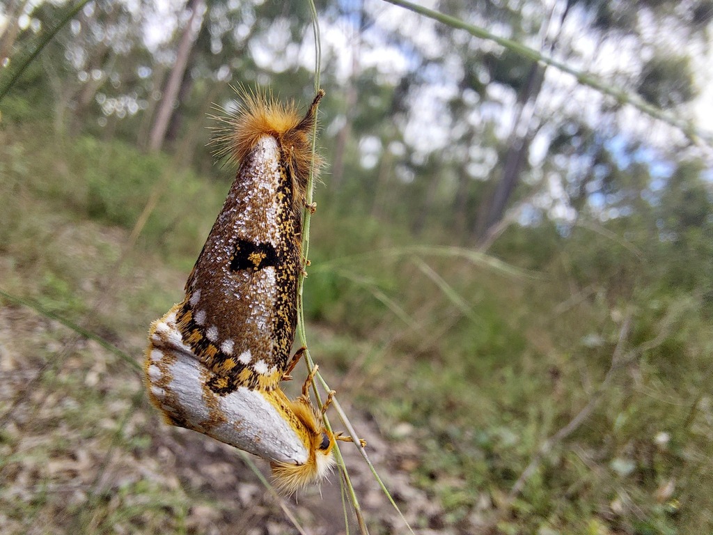 Epicoma melanosticta from Brisbane QLD, Australia on April 6, 2024 at ...
