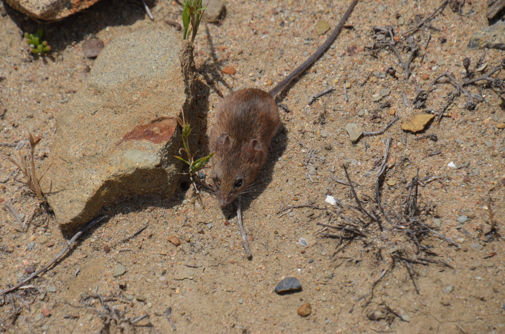 Northern Baja Deer Mouse from Pt Loma on May 10, 2016 at 12:09 PM by ...