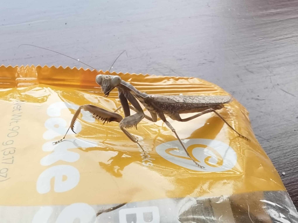 Giant Asian Mantis from PVJP+GMH, Mabini, Batangas, Philippines on ...