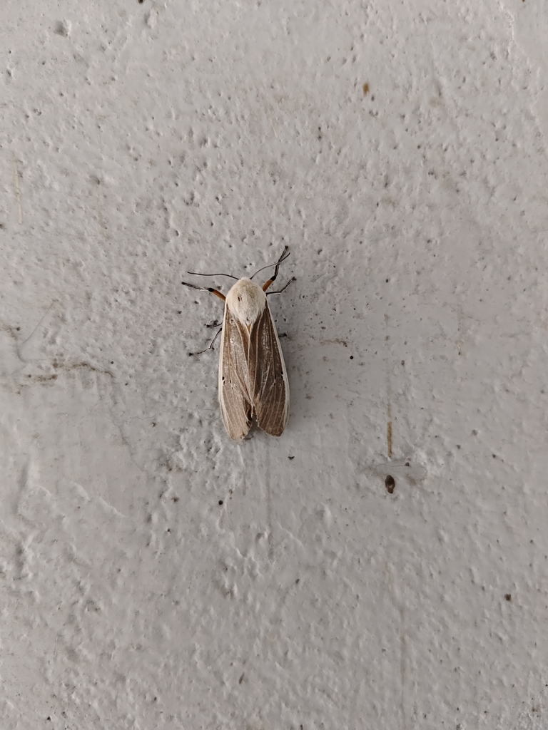 Clouded Tiger Moth from 6FFF+6RX, Nagaland 798627, India on March 28 ...