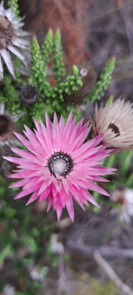 Cape everlasting from Phillipskop Mountain Reserve on April 4, 2024 at ...