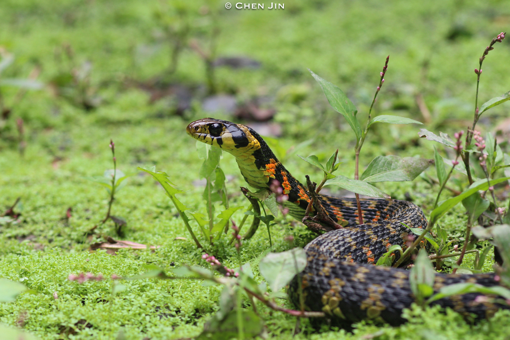 Taiwan tiger keelback in September 2023 by Chen Jin · iNaturalist