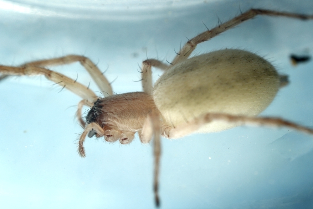 Longlegged Sac Spiders from Tlalnepantla on May 9, 2016 by Alfredo ...