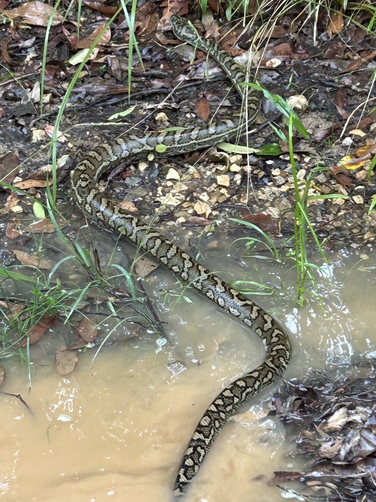 Coastal Carpet Python from Traveston QLD 4570, Australia on April 4 ...