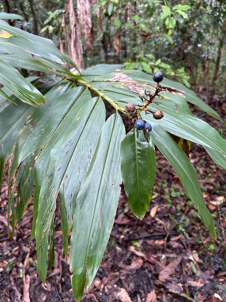 Native Ginger from Kin Kin QLD 4571, Australia on April 4, 2024 at 02: ...