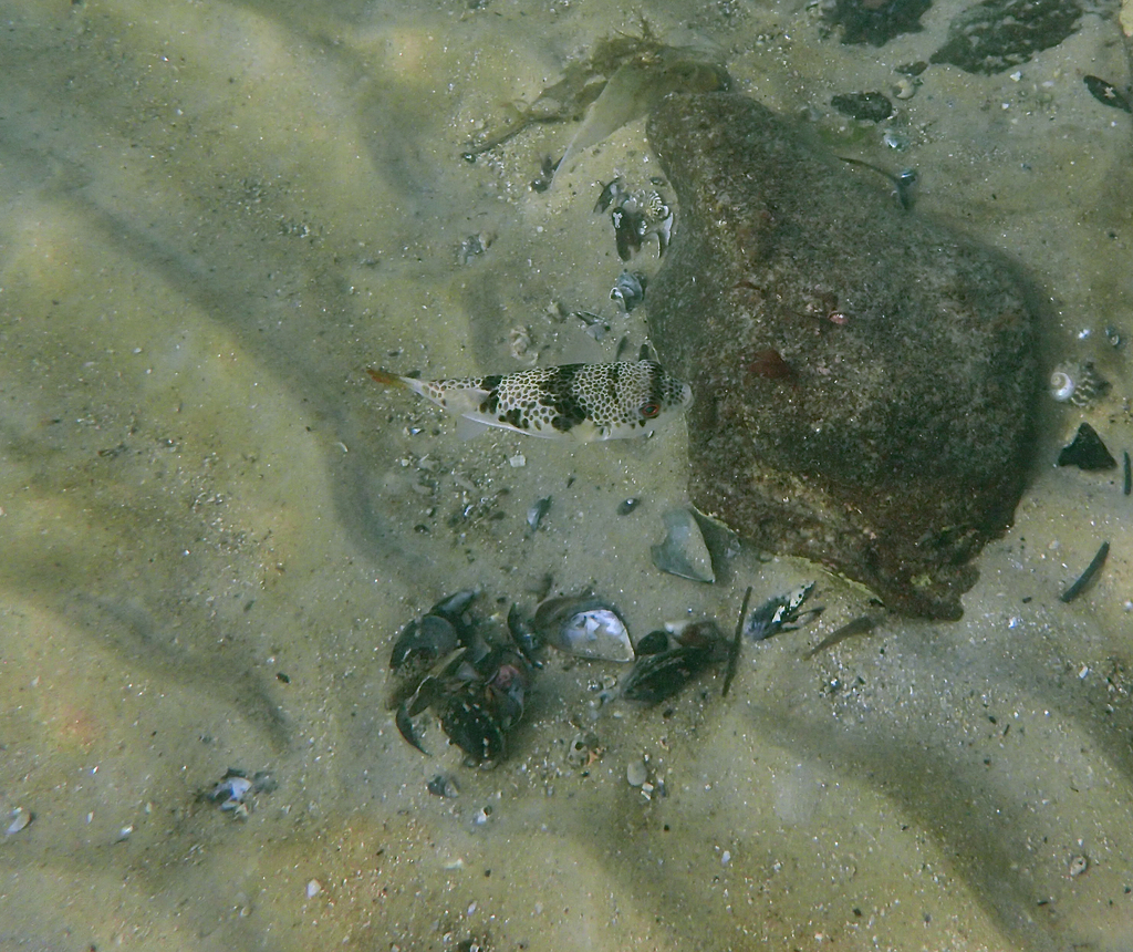 Smooth Toadfish from Hampton Beach, Victoria, Australia on April 5 ...