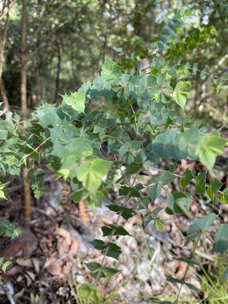 spiny bush-pea from Hawkesbury Road, Anstead, QLD, AU on April 6, 2024 ...