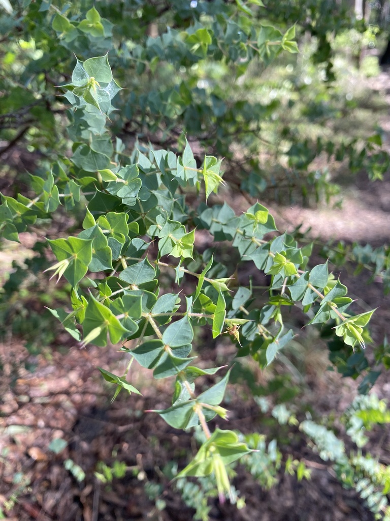 spiny bush-pea from Saint Peters Downfall, Anstead, QLD, AU on April 6 ...