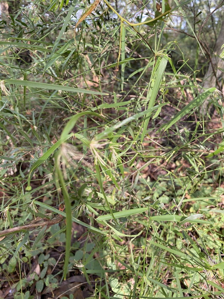 Wombat Berry from Saint Peters Downfall, Anstead, QLD, AU on April 6 ...