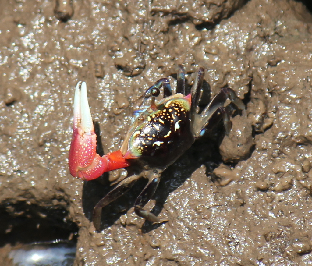 Rose Fiddler Crab from Sala Dan, Ko Lanta District, Krabi, Thailand on ...
