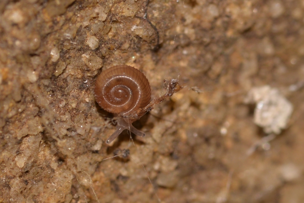 Sydney Copper Pinwheel Snail from Bellevue Hill NSW 2023, Australia on ...