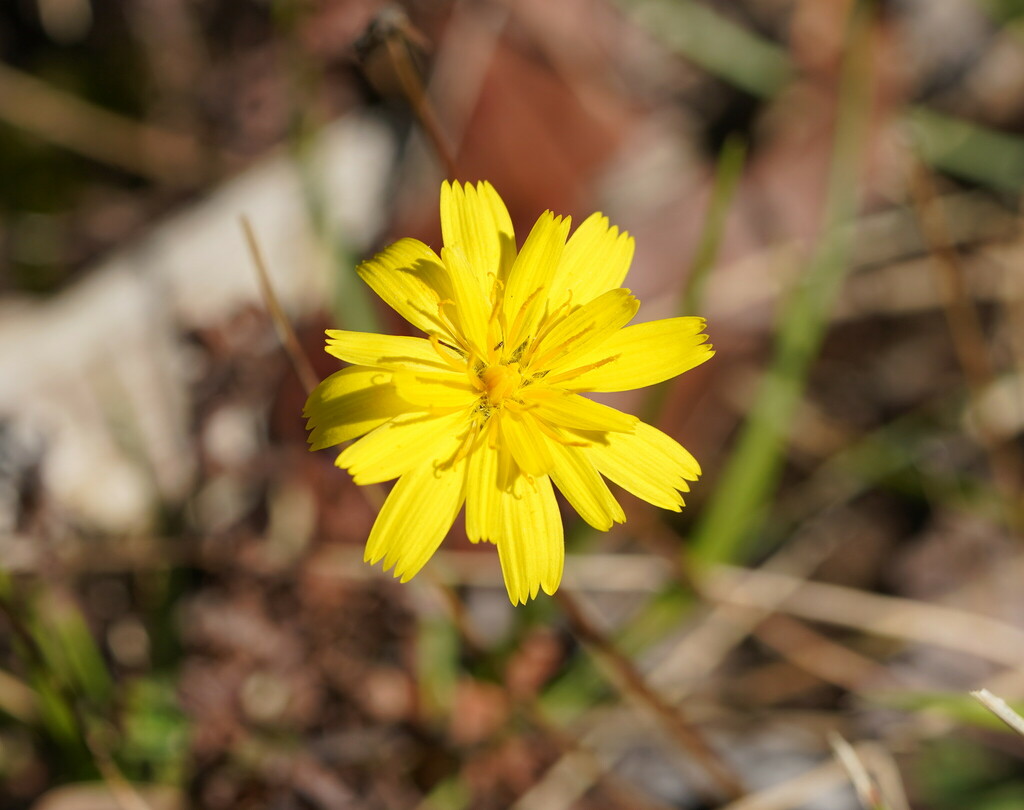 Hairy Hawkbit from Kalorama VIC 3766, Australia on April 4, 2024 at 02: ...