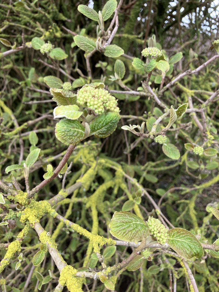 Wayfaring-tree from Bank St, Cupar, Scotland, GB on April 6, 2024 at 11 ...