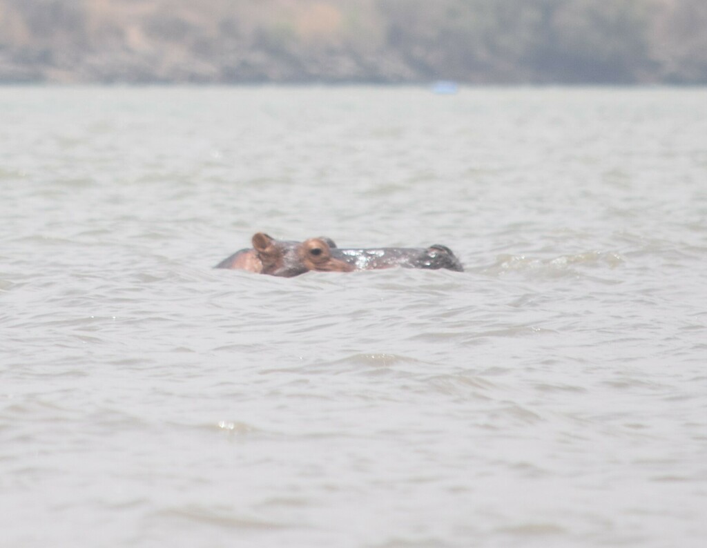 Common Hippopotamus in April 2024 by Chiara · iNaturalist