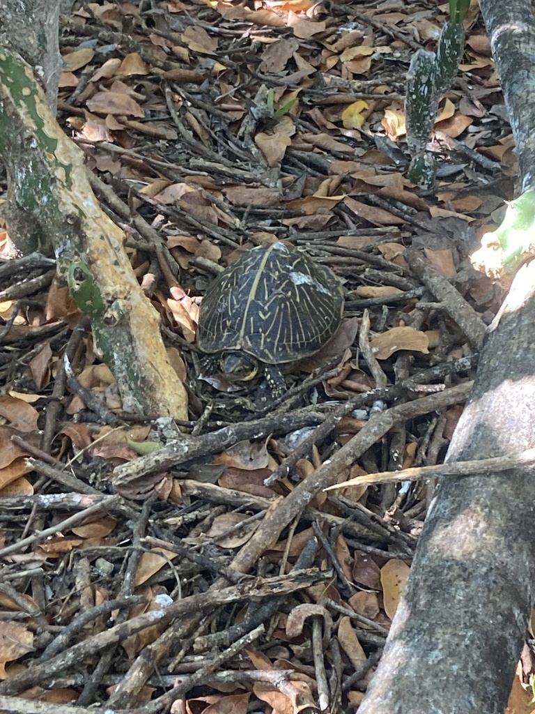 Florida Box Turtle from Florida Bay, FL, US on April 5, 2024 at 10:17 ...
